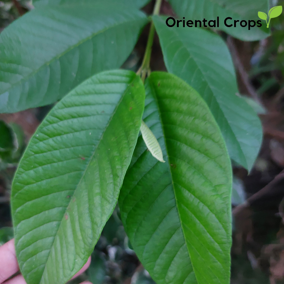 Dahon ng Bayabas Fresh Leaf Plant 100 pcs. | Lazada PH