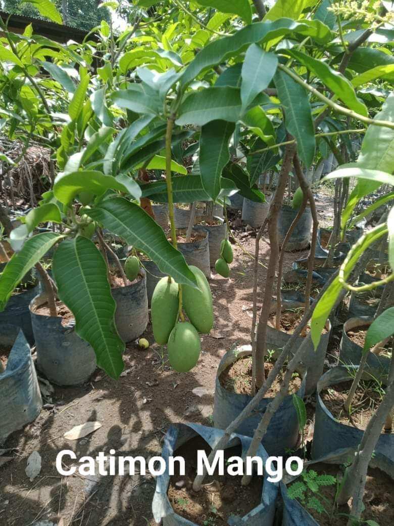 Live Plant Grafted Plant Marcoted Plant Catimon Mango Tree Plant Fruit ...