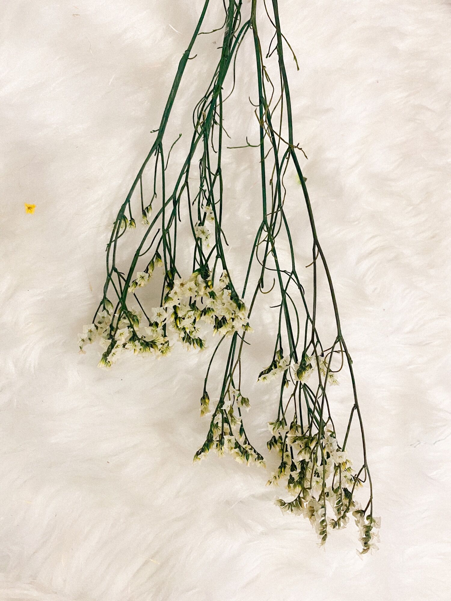 Real Dried Flower Casbia | Lazada PH