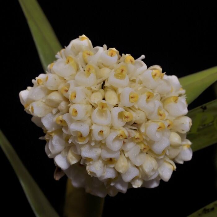 Agrostophyllum orchids sp | Lazada PH