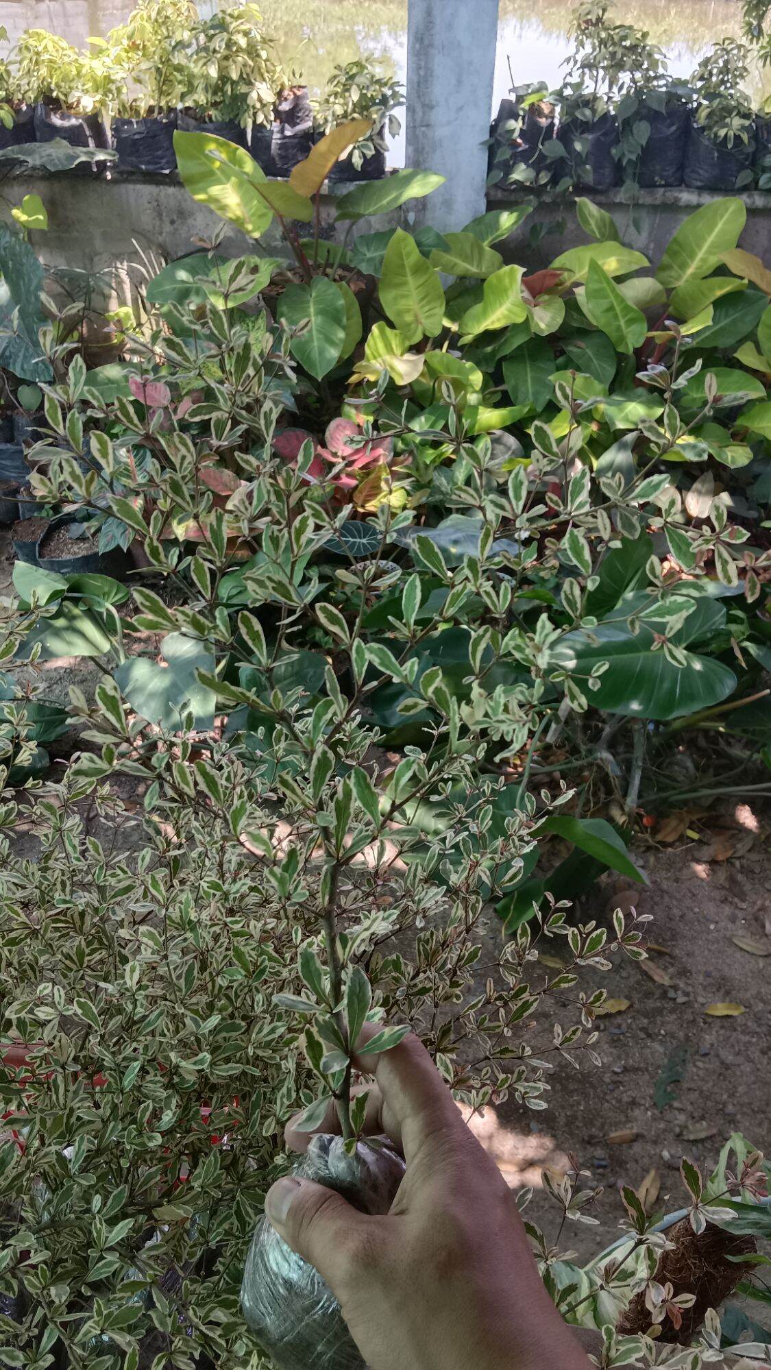 African Talisay Variegated 2ft Wide and and Super Lush!!! | Lazada PH