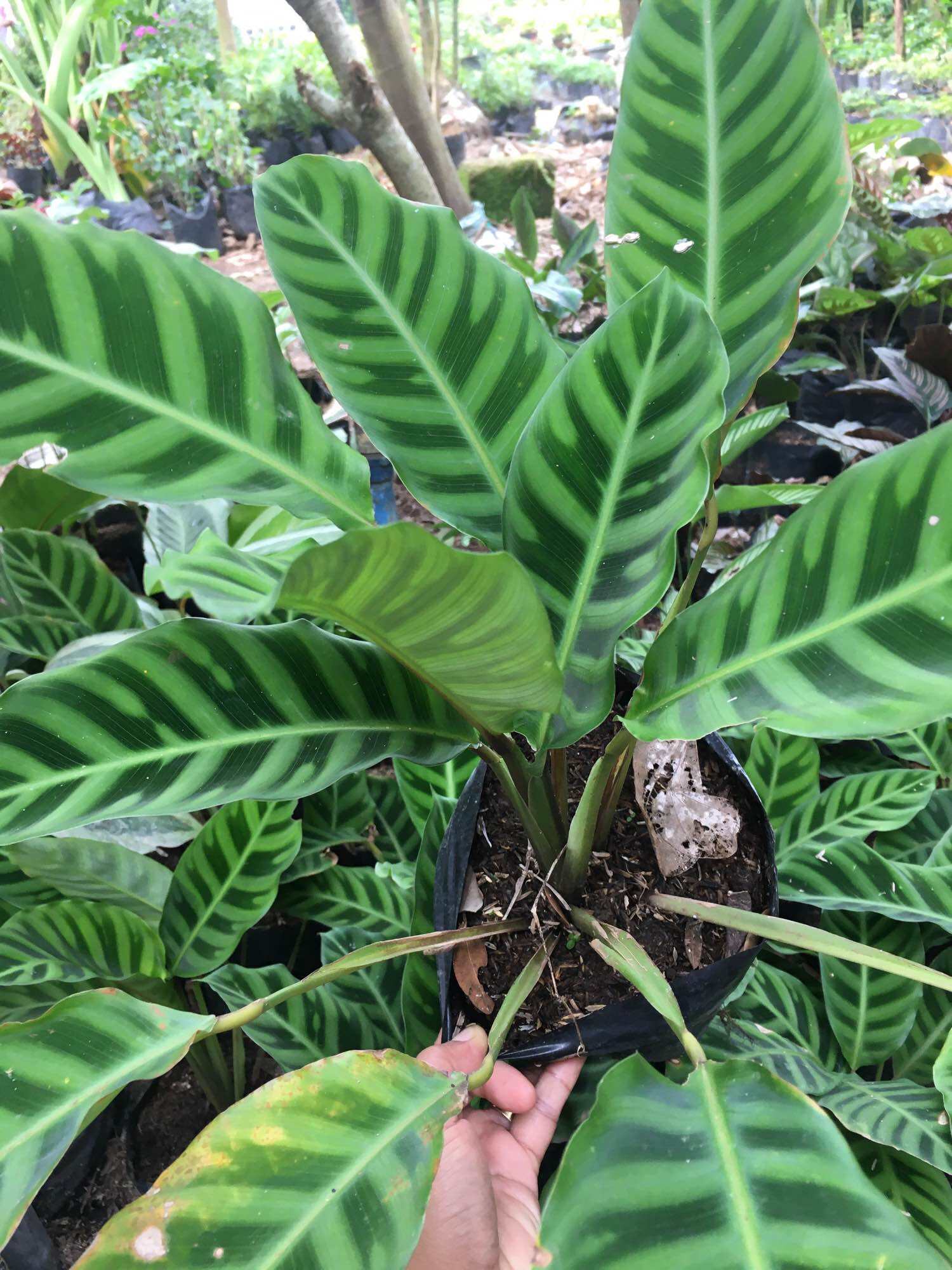 Calathea zebra plant | Lazada