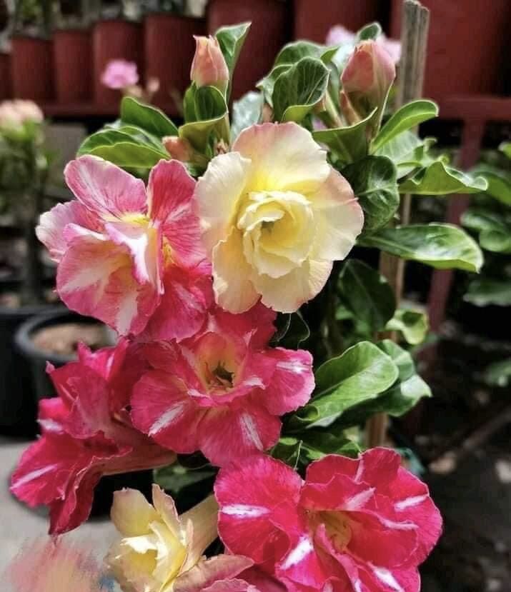 Multi-Petals Adenium Desert Rose Double-Petal Home Tropical Garden ...
