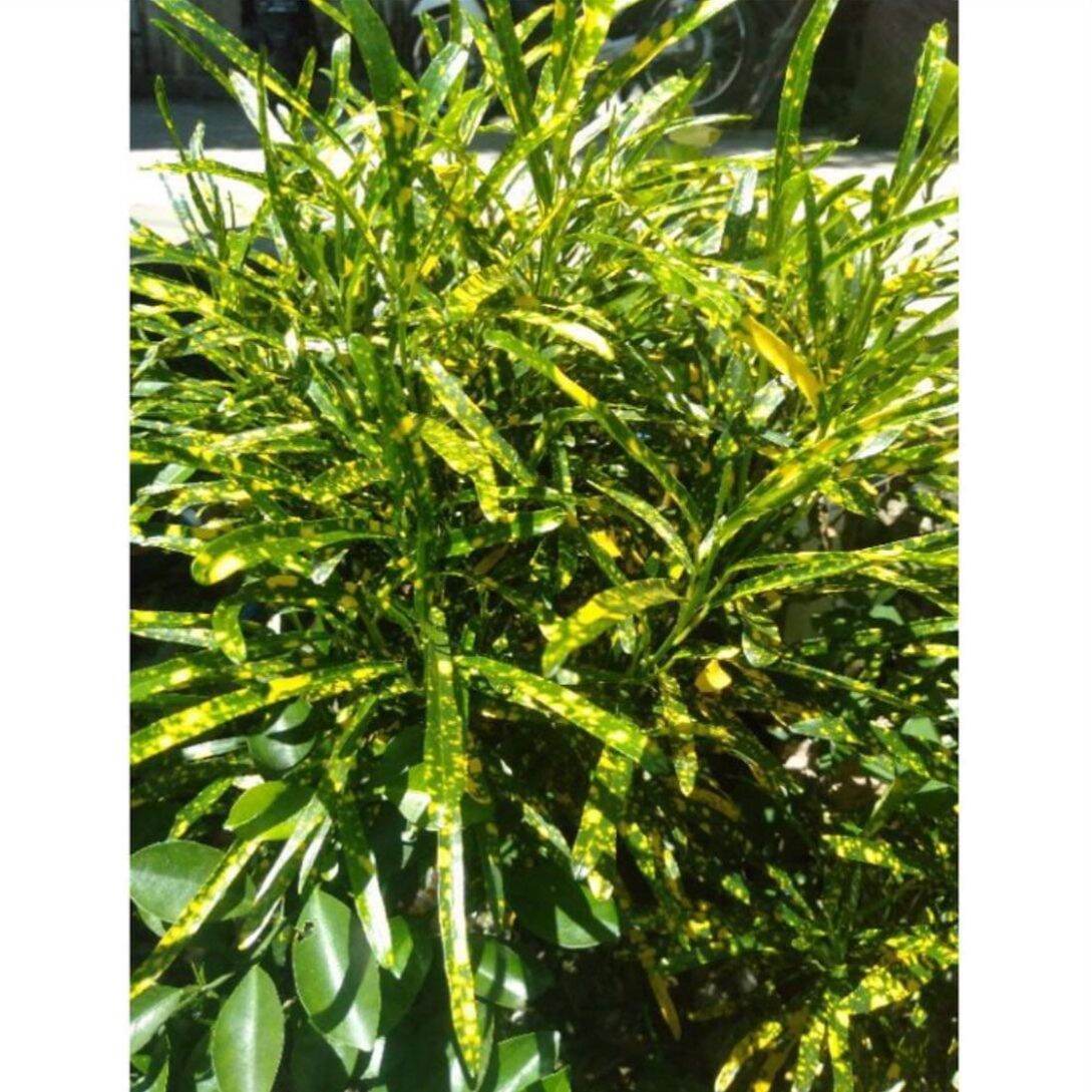 croton cuttings san francisco | Lazada PH