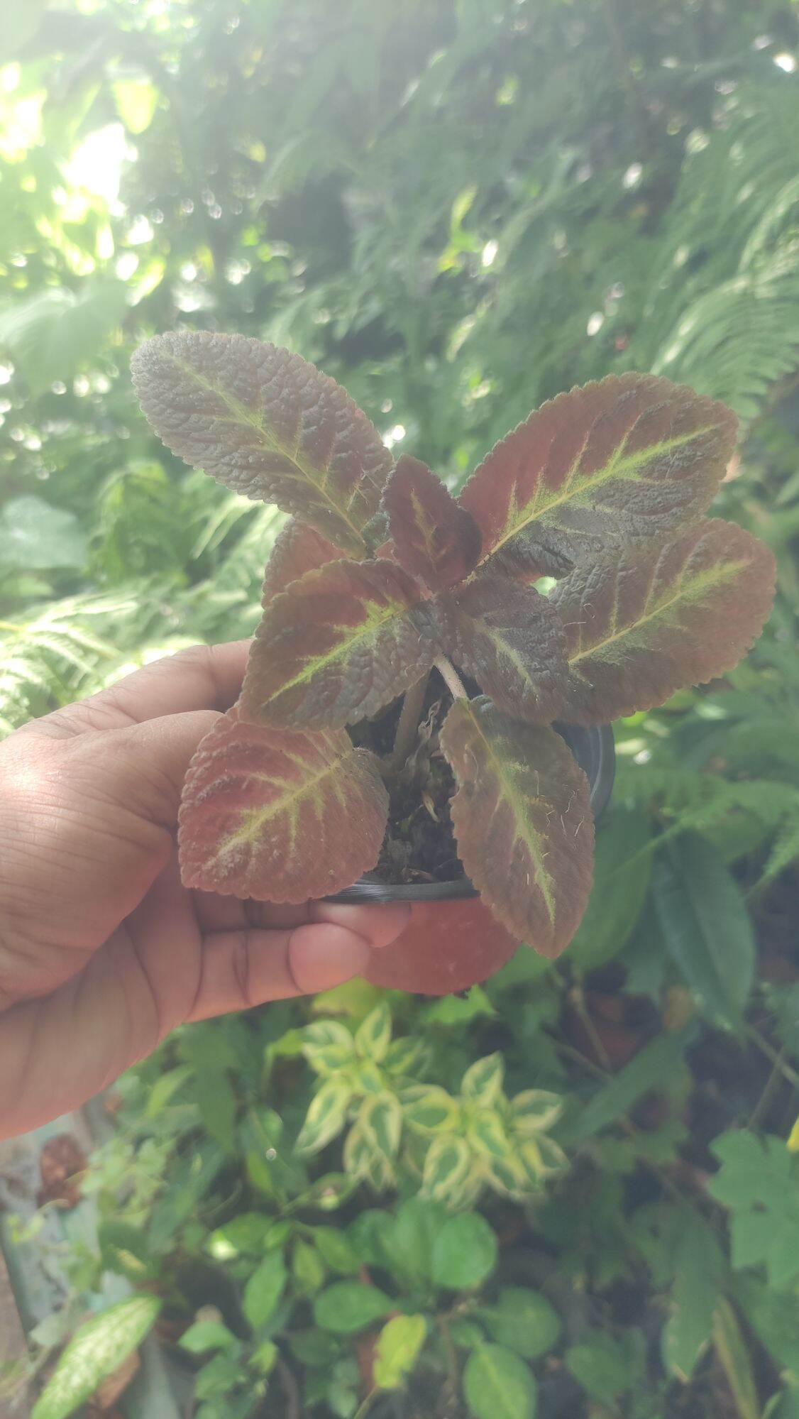 Fire Ember Epicia Live plants | Lazada PH