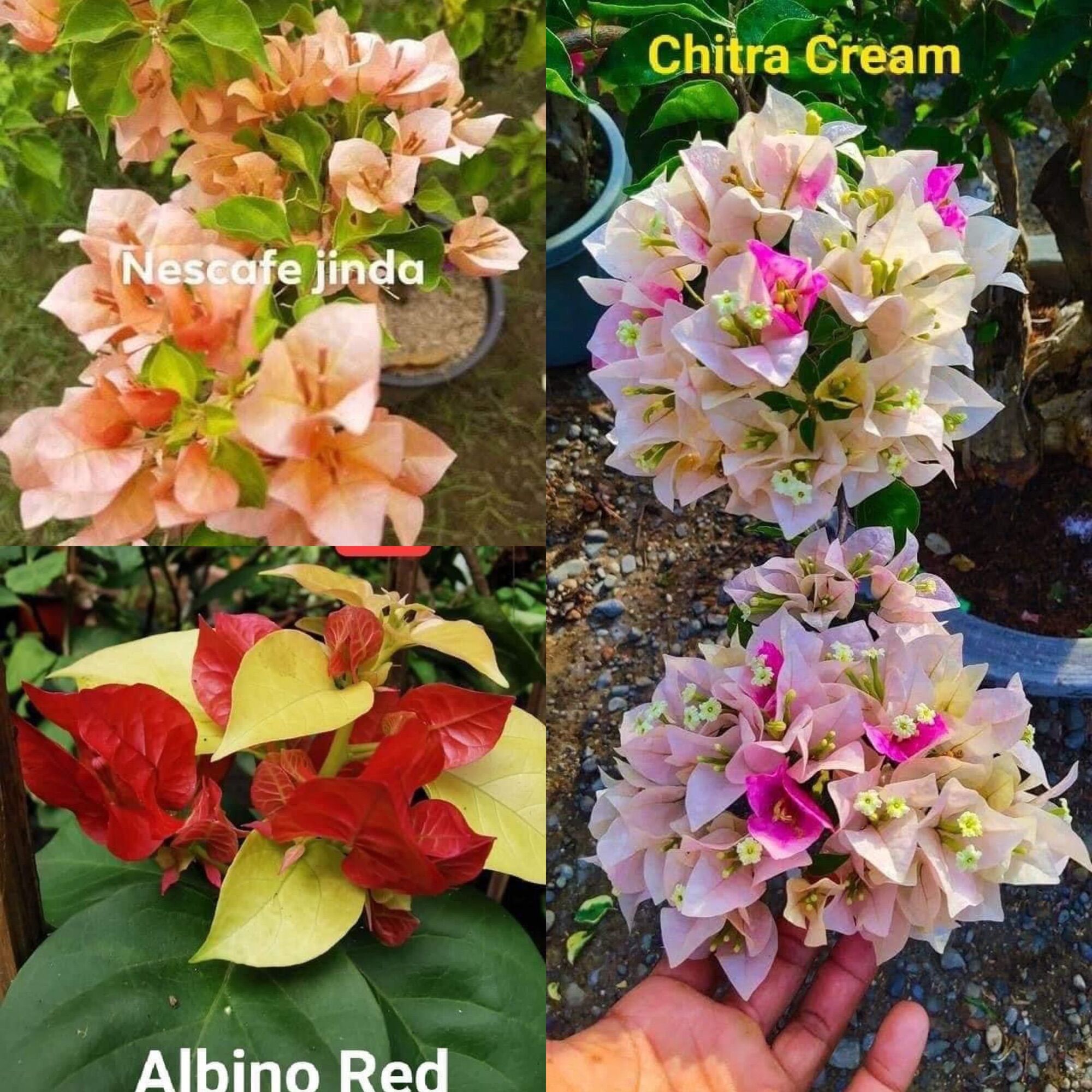 Bougainvillea: SET OF 3 bougainvillea plants | Lazada PH