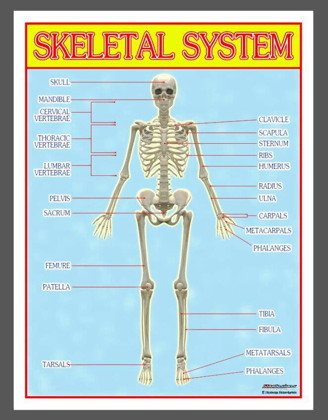 EDUCATIONAL POSTER TARPAULIN FOR KIDS LEARNING SKELETAL SYSTEM 45X60CM ...