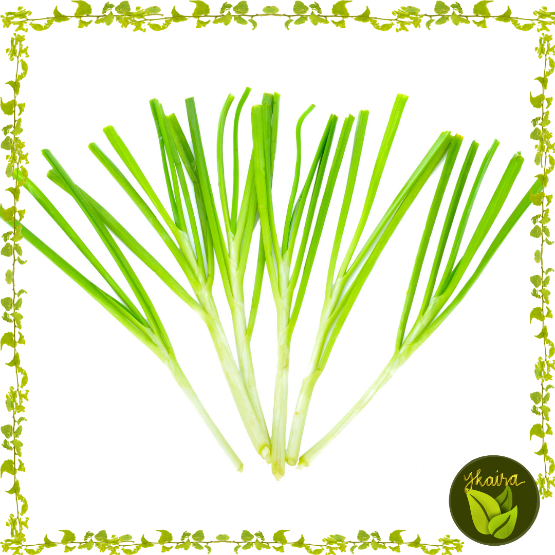 binhi chives kutsay 20+ seeds for planting herb | Lazada PH