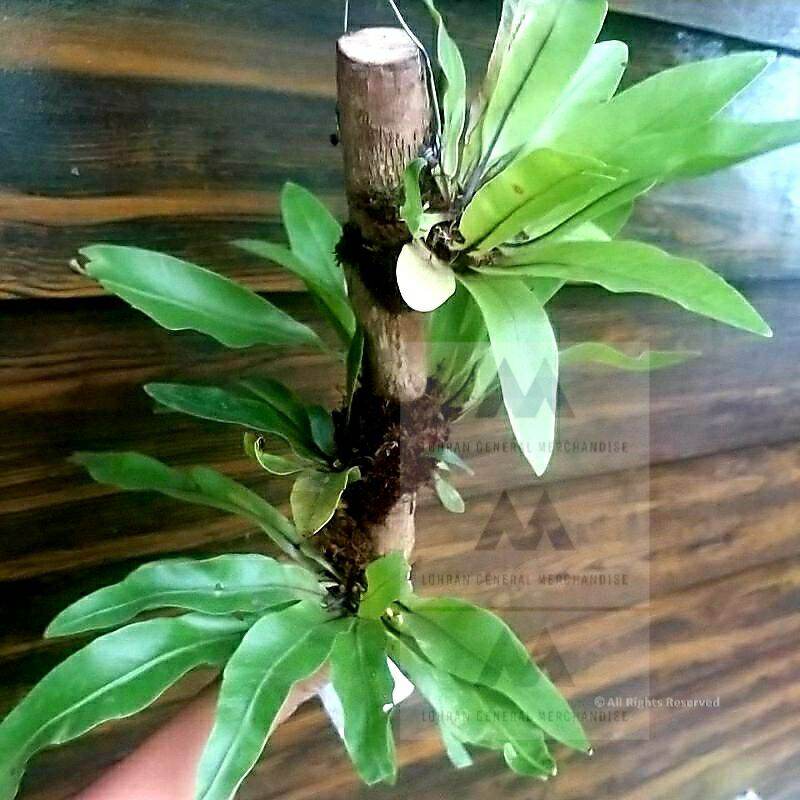 Bird's Nest Fern / Pakpak Lawin with fern pole/hanging basket | Lazada PH