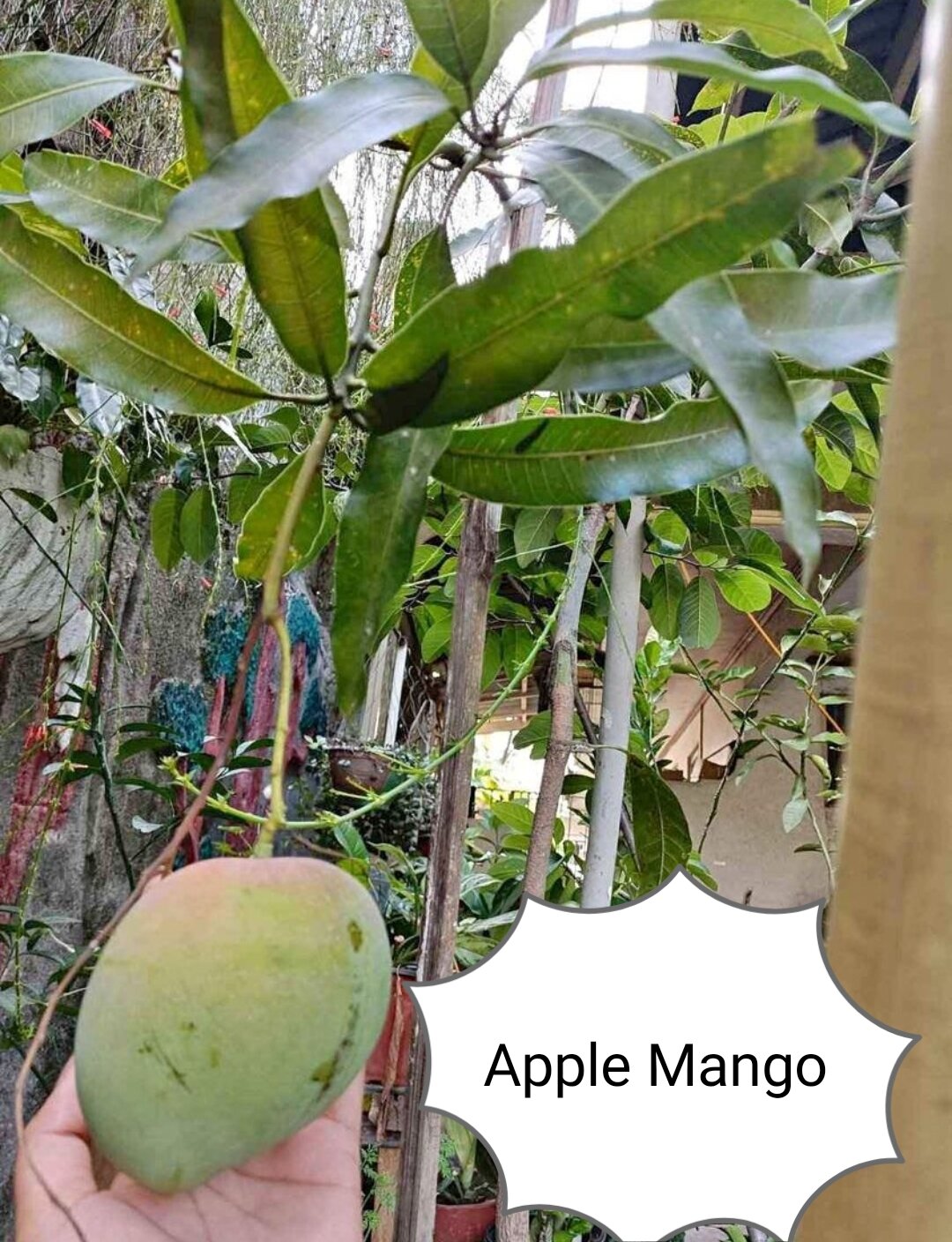 Live Plant Grafted Plant Marcoted Plant Apple Mango Apple Tree Plant ...