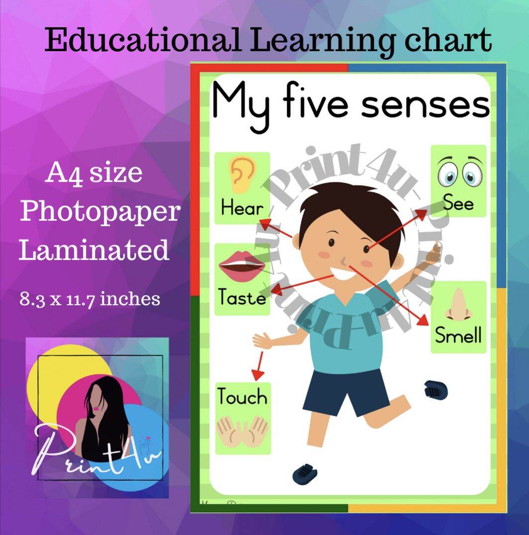 My five senses Kids learning chart Laminated A4 - print4u | Lazada PH