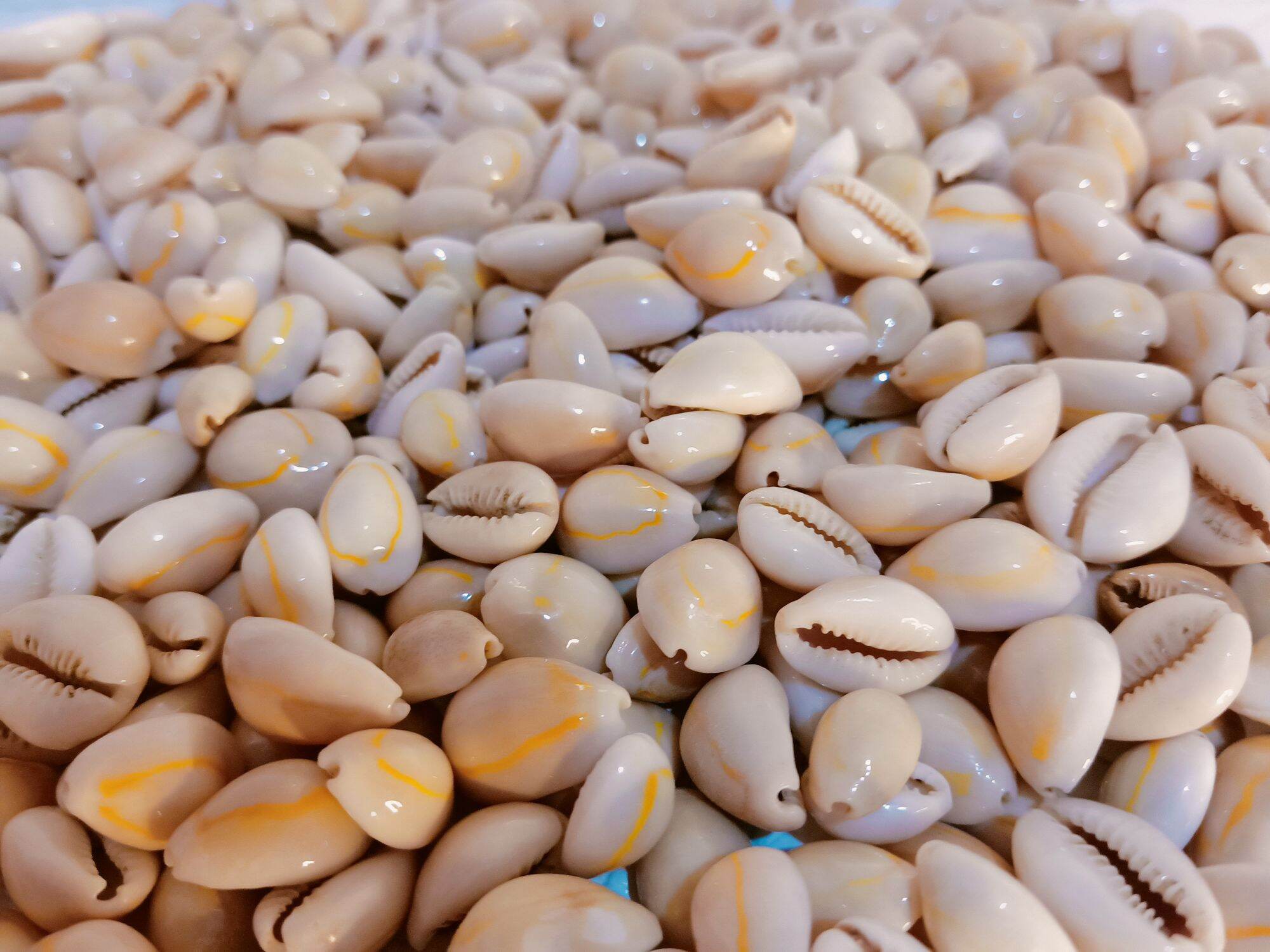 Sigay Shell/Sigay for Sungka 100pcs | Lazada PH