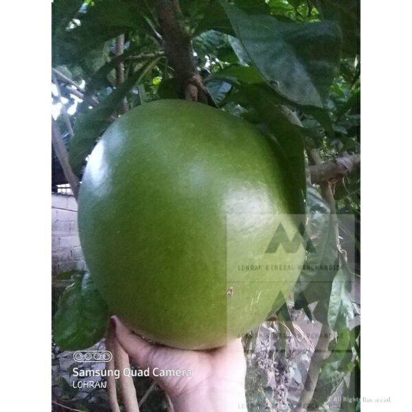 Calabash Miracle fruit seedlings well established marcotted | Lazada PH