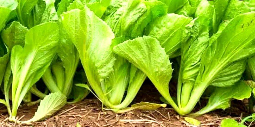 Mustasa/Mustard Green Seeds