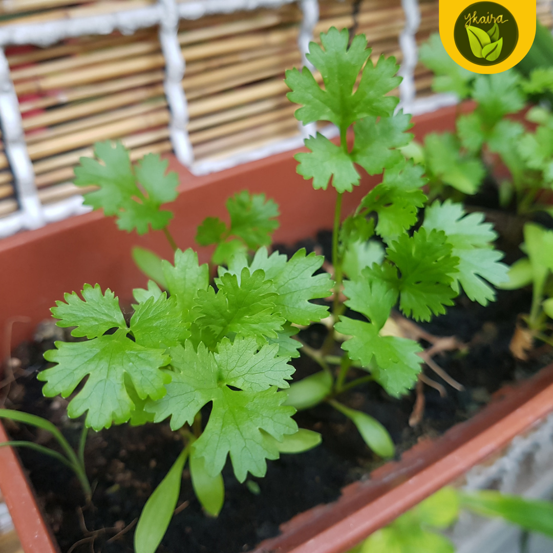 100 seeds for planting binhi kinchay herbs and spices in cooking ...