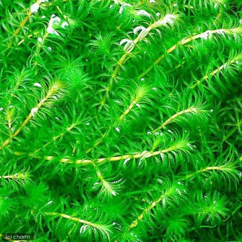 Hydrilla aquatic plants 5stems | Lazada PH