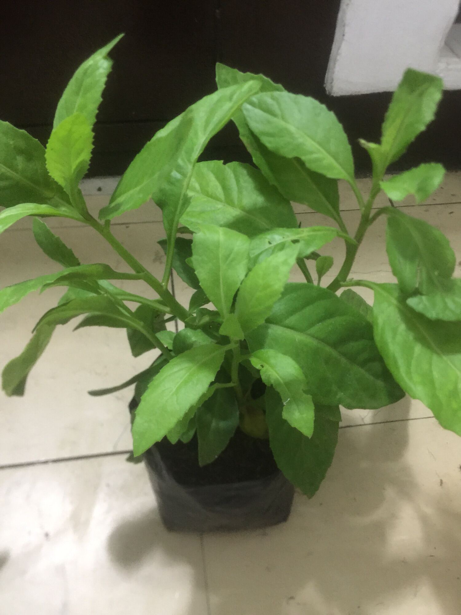 Ashitaba Plant Philippines