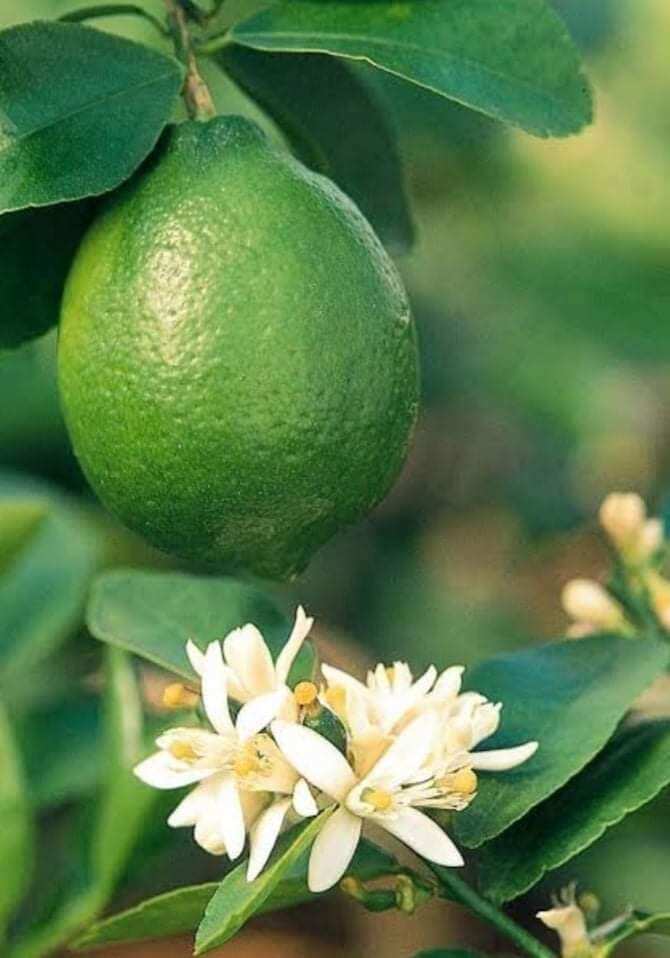 Dayap Key Lime Seedlings citrus Grafted seedlings | Lazada PH