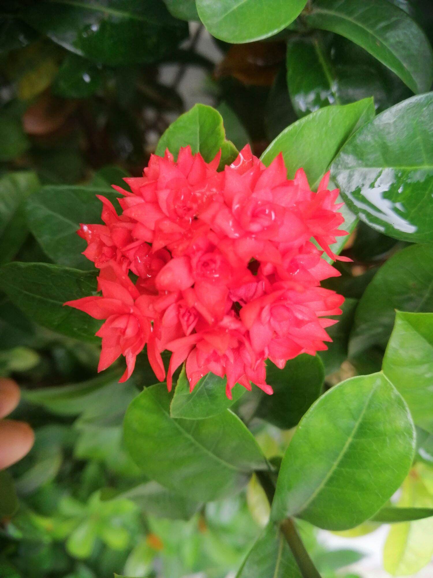 Dwarf Red Cherry Santan Actual Pic | Lazada PH
