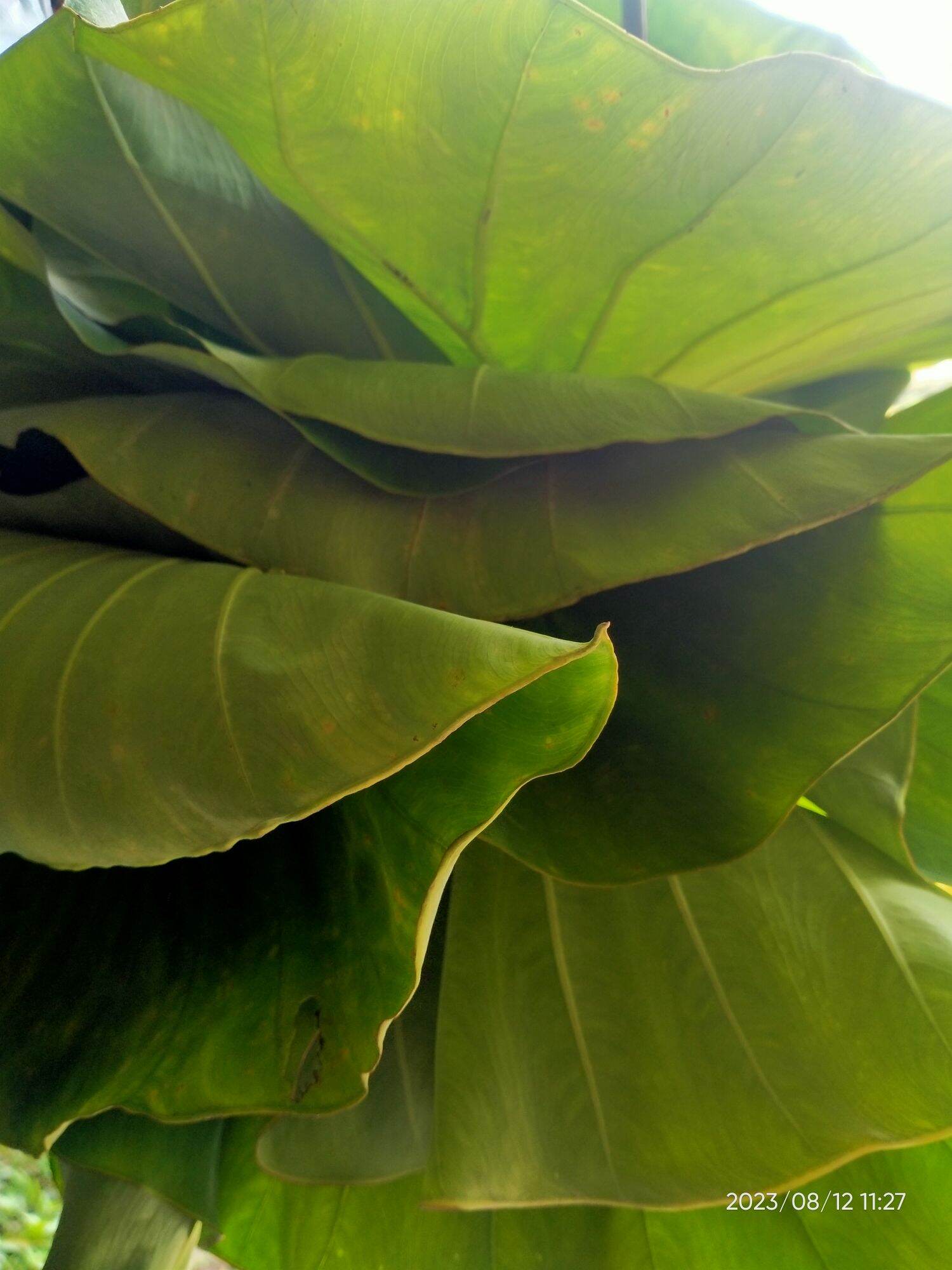 Dried Laing, Gabi, TARO Leaves | Lazada PH