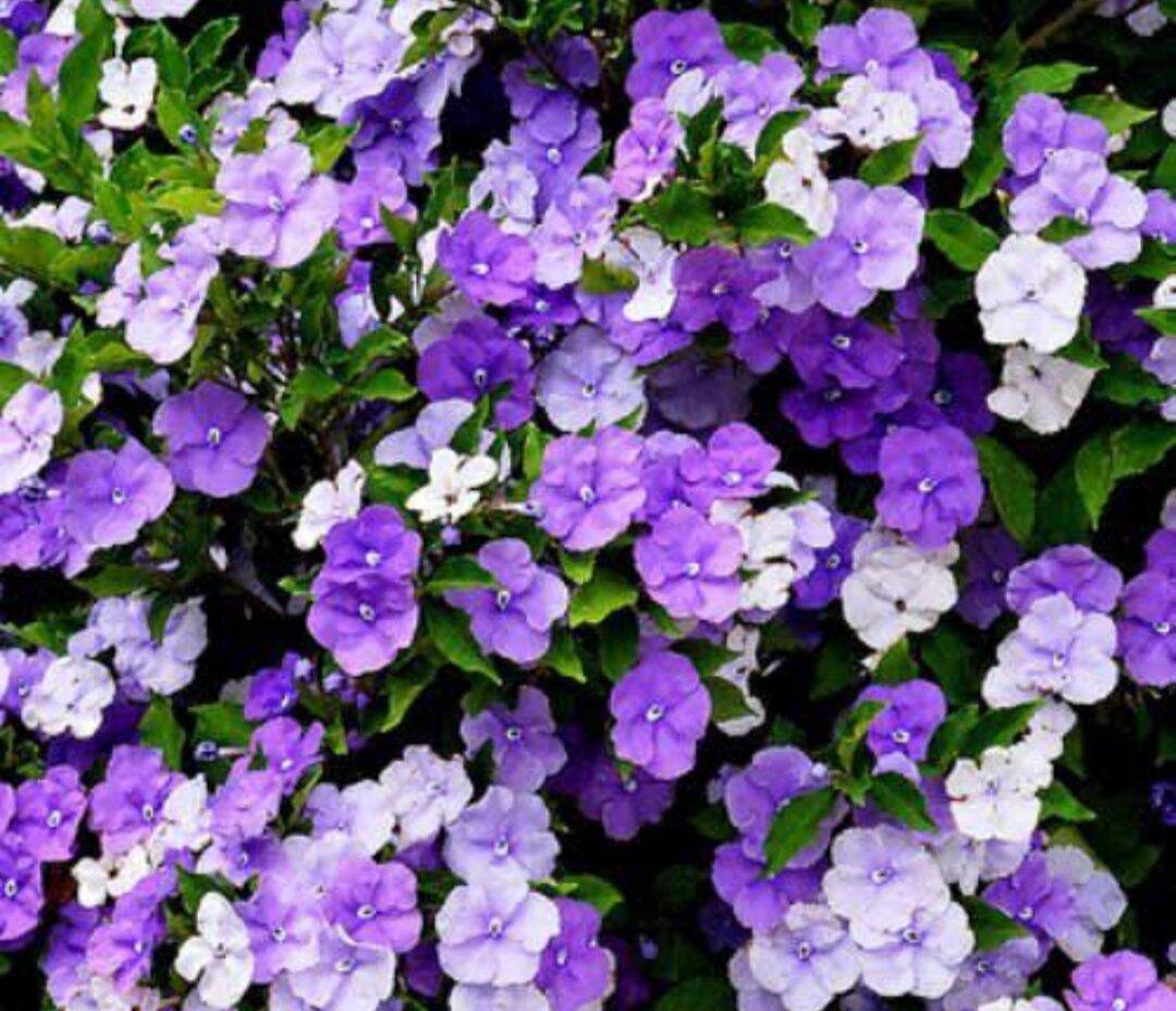Yesterday Today Tomorrow (Brunfelsia Shrubs) | Lazada PH Yesterday Today Tomorrow (Brunfelsia Shrubs) | Lazada PH