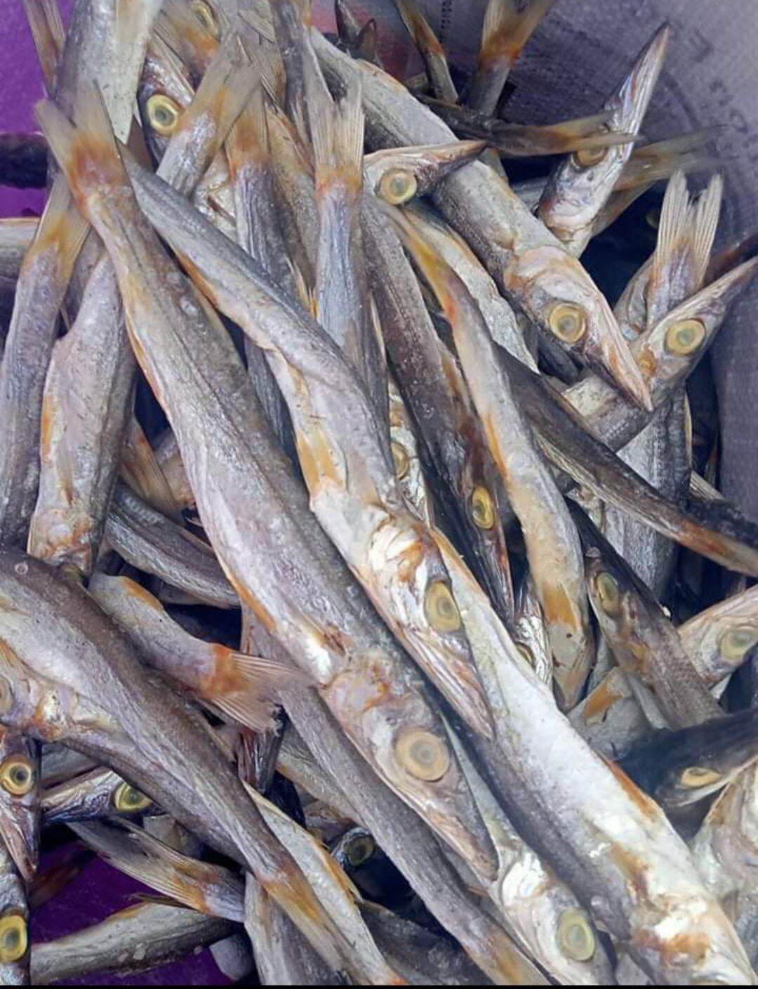 250g Losod buo /Torsillo big size from Masbate | Lazada PH