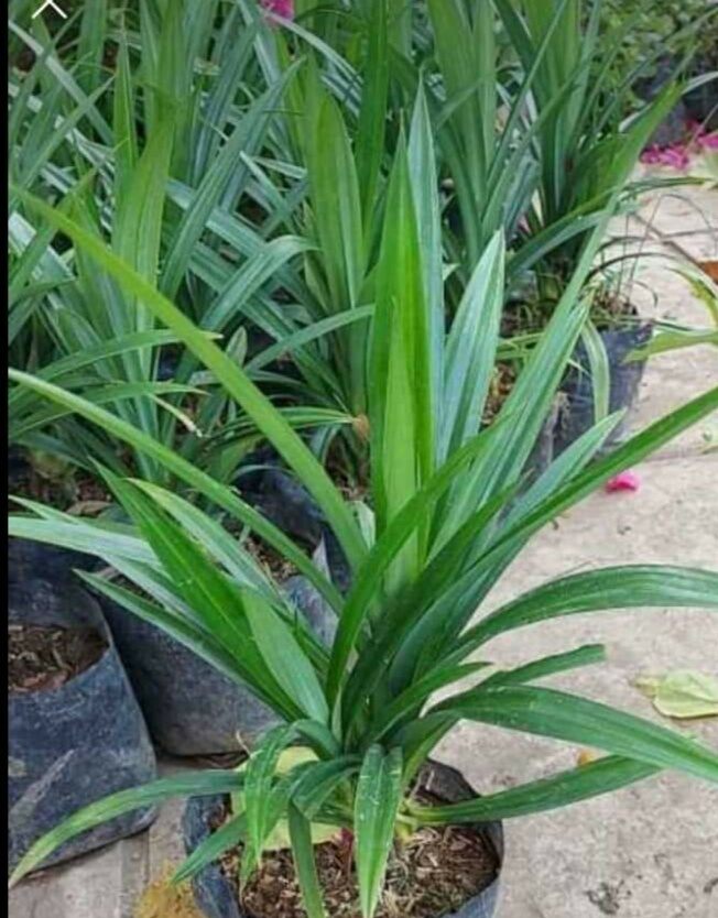 Pandan Buy 5 free 1 | Lazada PH