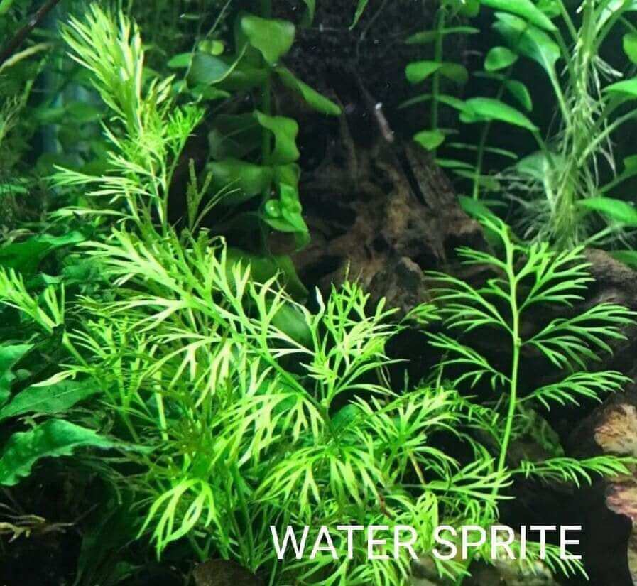 WATER SPRITE for aquarium tank | Lazada PH