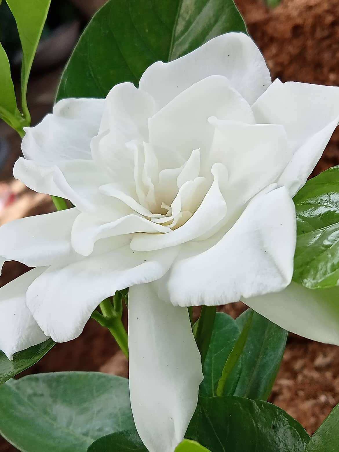 Rosal plant Live plant /Luzon buyers Only | Lazada PH