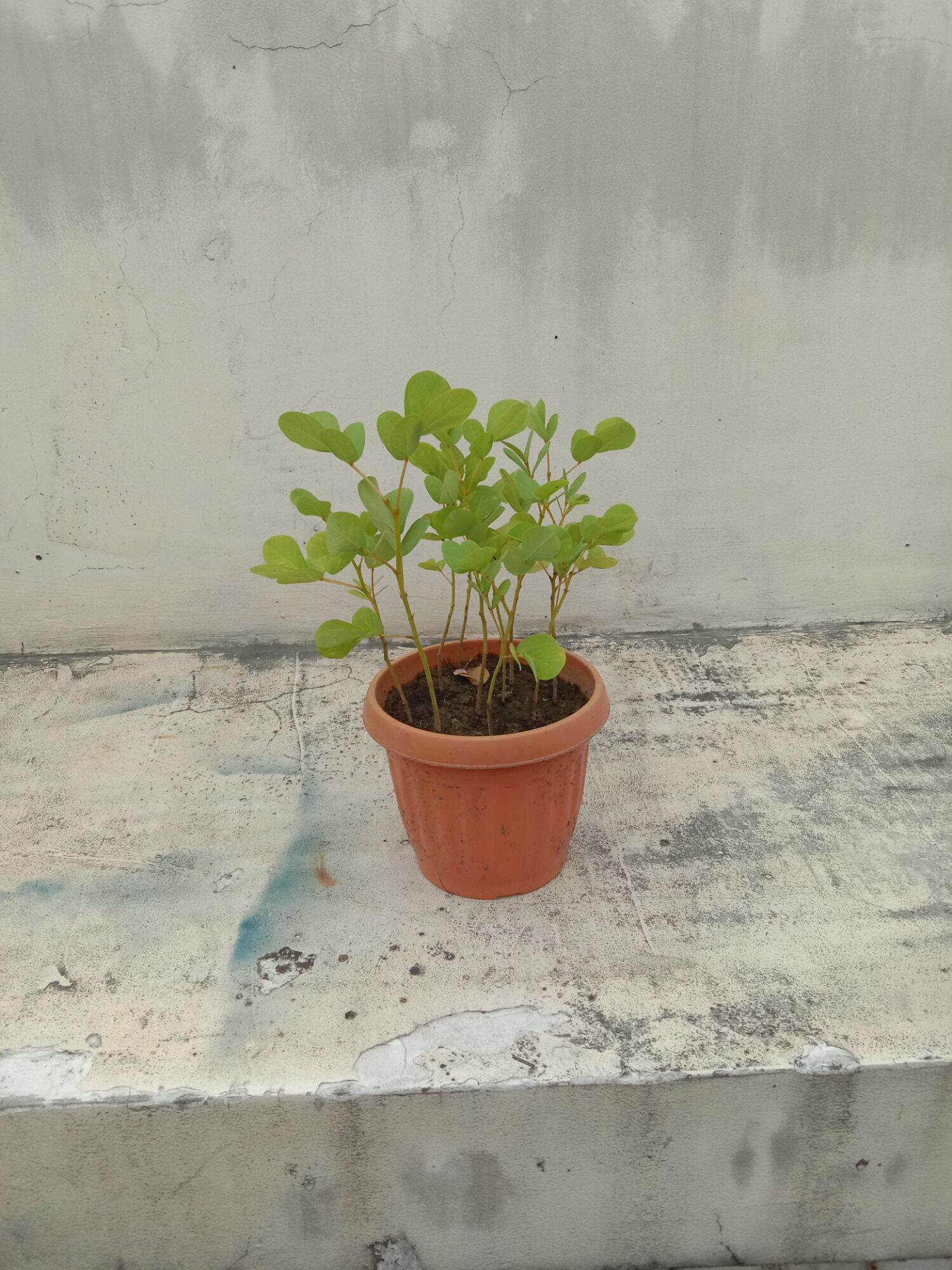 Acapulco, Asunting,Kasitas | Lazada PH