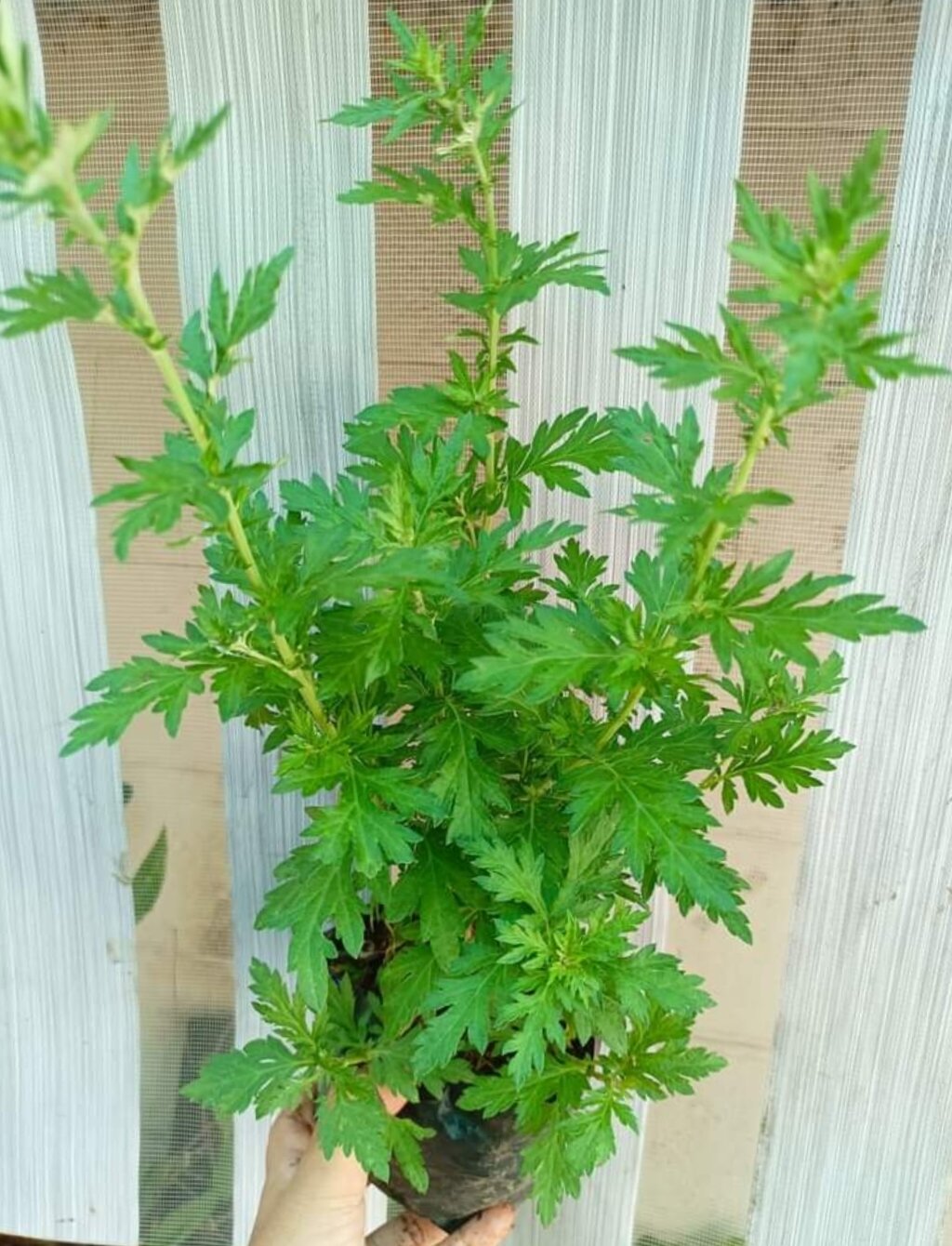 Live Plant Damong Maria Herbal Plant Indoor Plant Outdoor Plant Herb ...