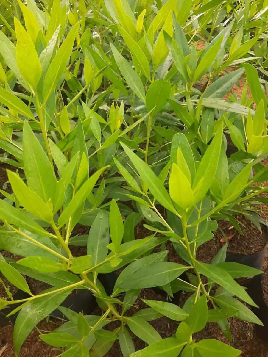 CONOCARPUS ERECTUS GOOD FOR FENCING | Lazada PH