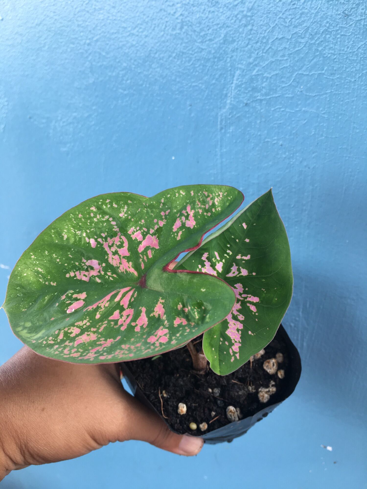 Caladium Florida Elise (US) small | Lazada PH