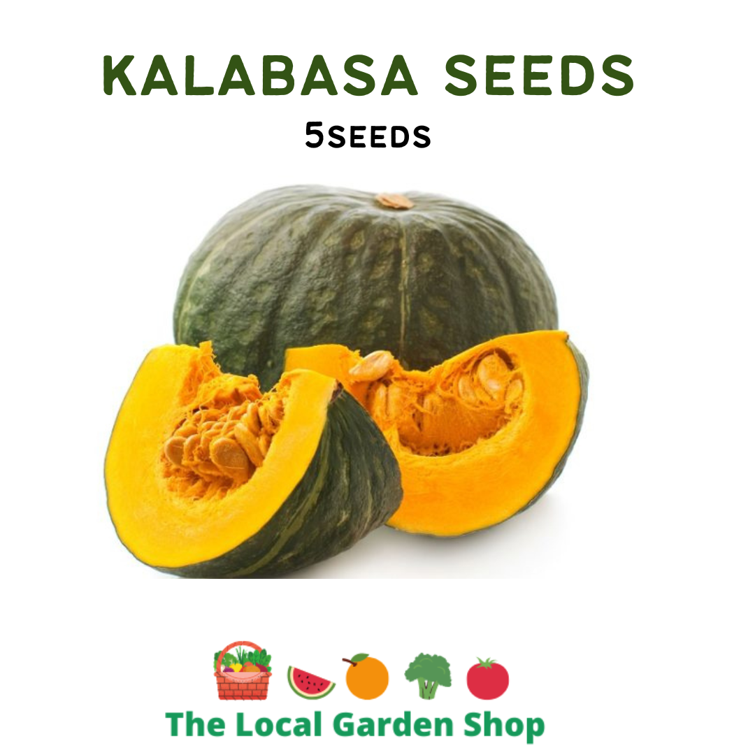 KALABASA SEEDS -5seeds | Lazada PH