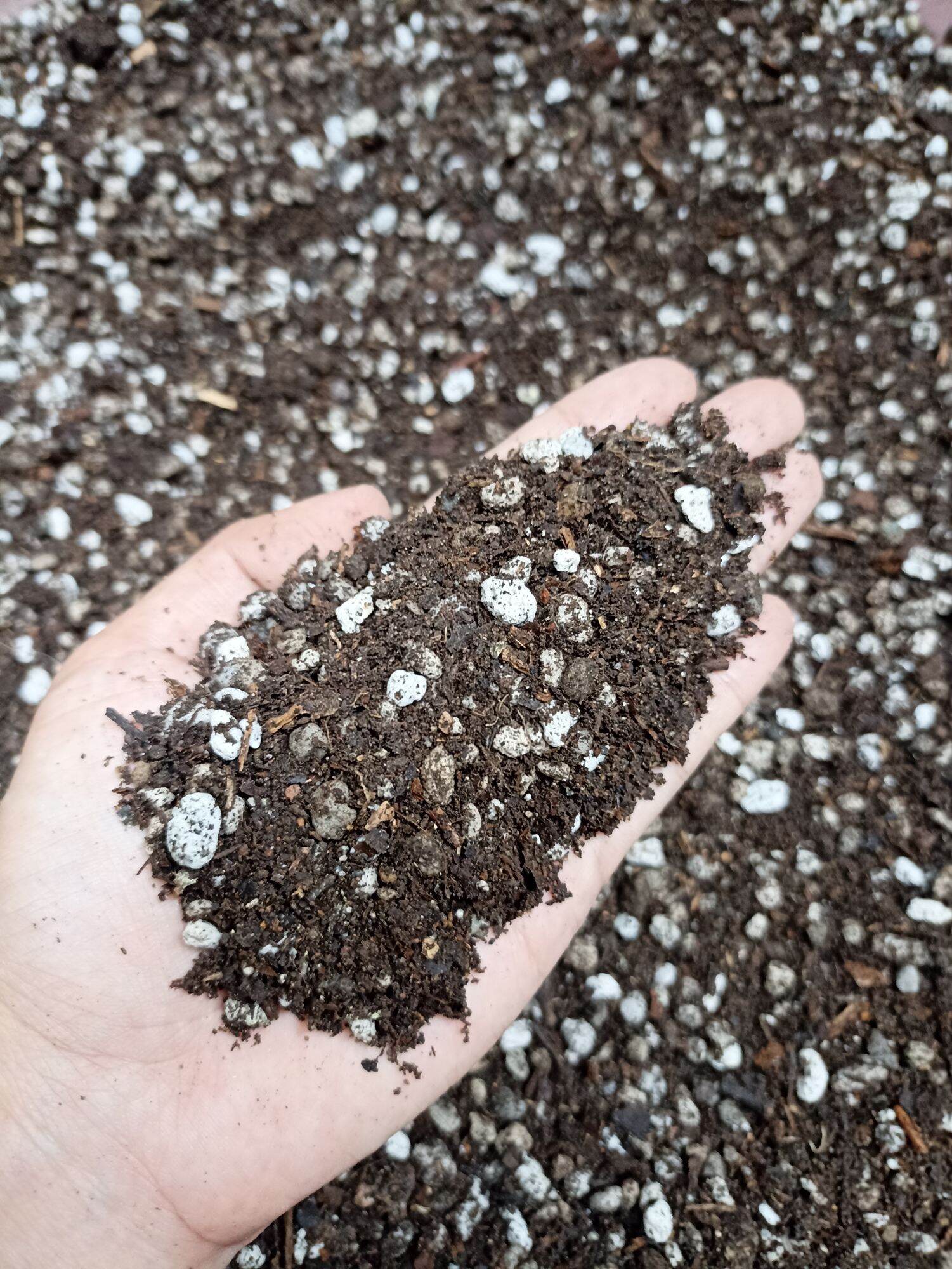 Cactus and Succulent Soil Mix (CNS soil mix) 1 Kilogram | Lazada PH