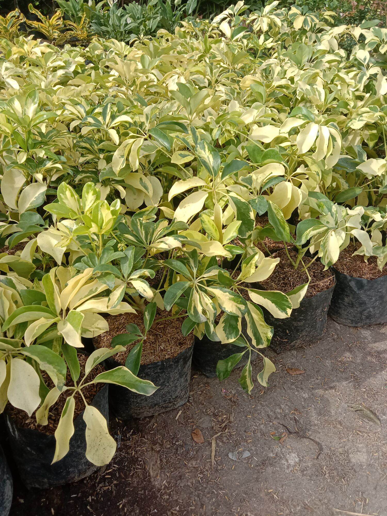 schefflera | Lazada PH