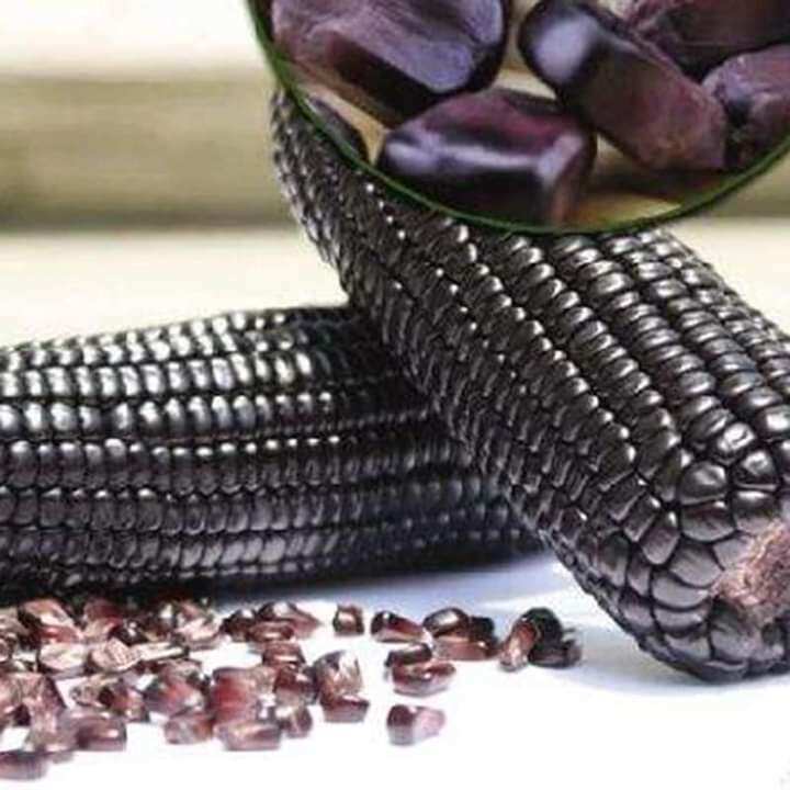 corn seeds/mais seeds for planting (purple) | Lazada PH