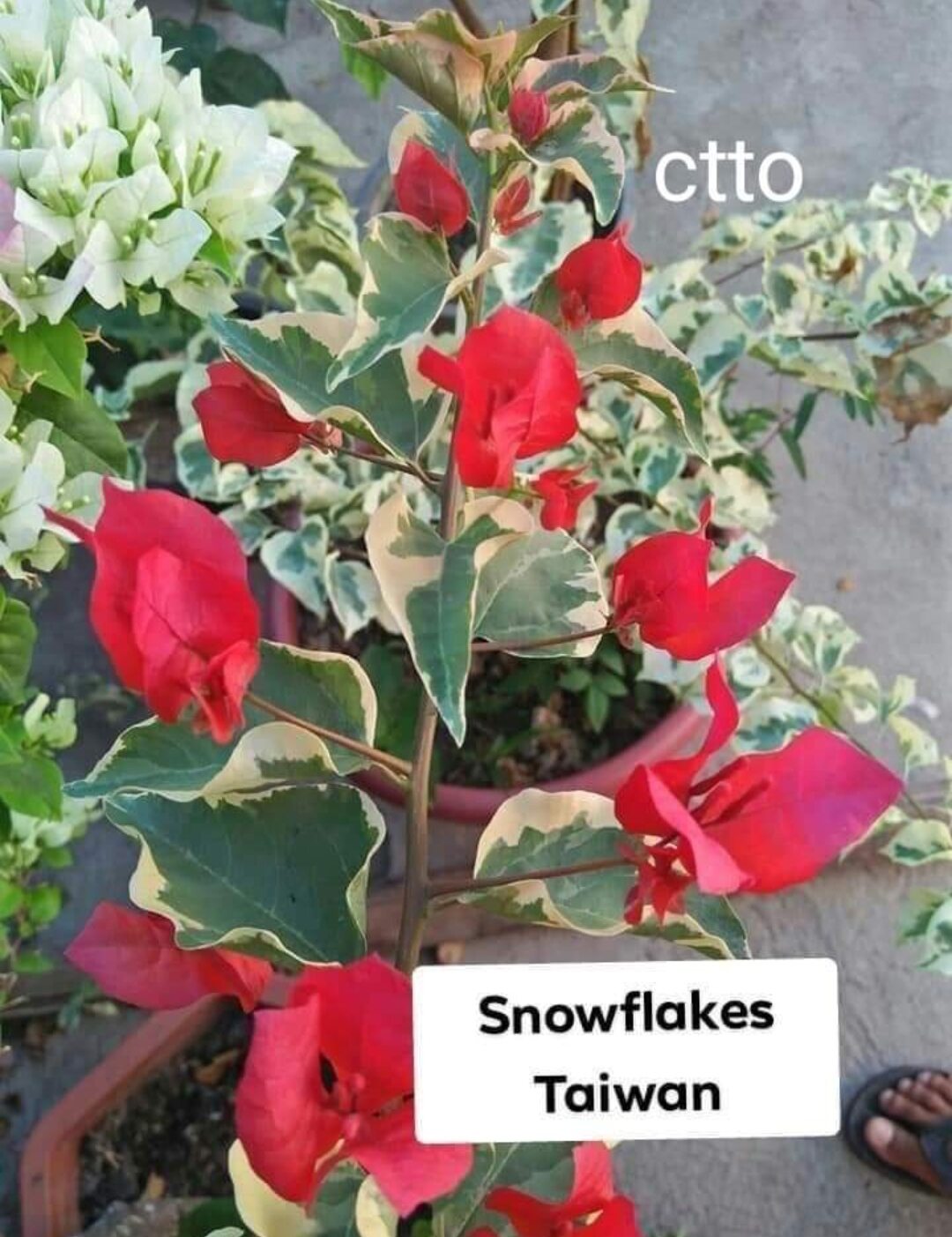 ROOTED BOUGAINVILLEA TAIWAN SNOWFLAKES | Lazada PH