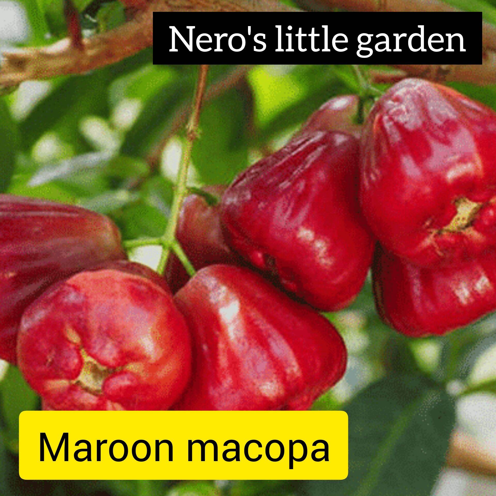 Nero's NLG0000013 maroon makopa grafted | Lazada PH
