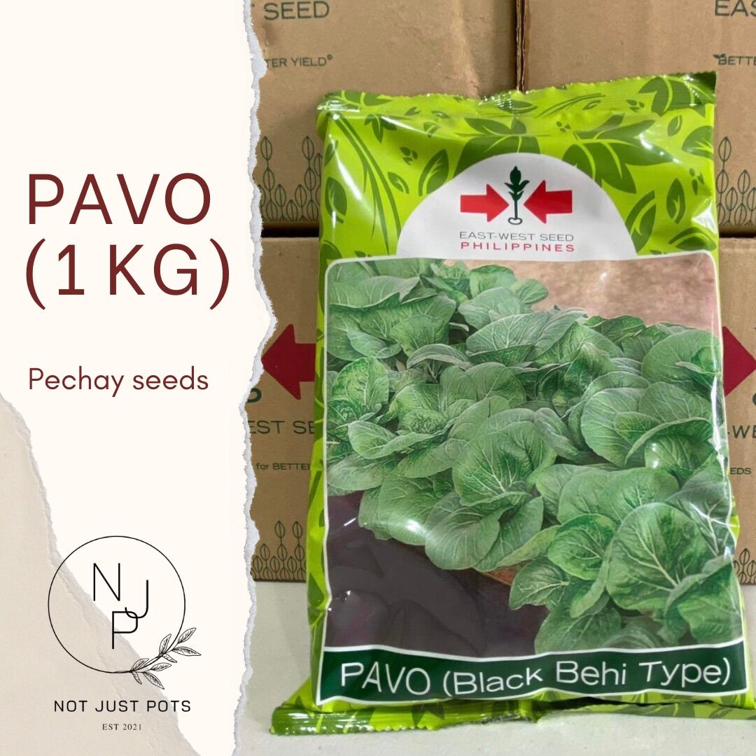[EASTWEST SEEDS] PAVO PECHAY SEEDS (1 KILO) | Lazada PH