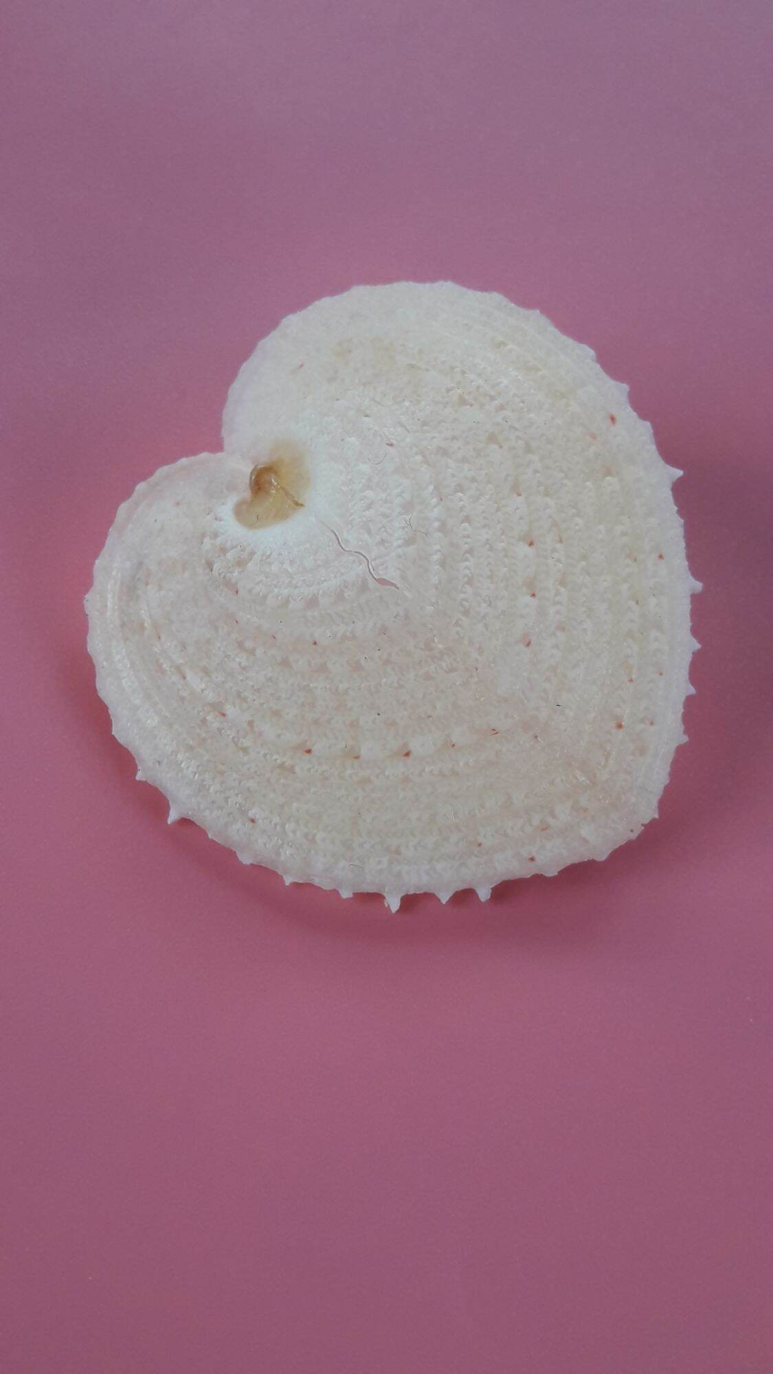 sea heart shell 50 mm | Lazada PH