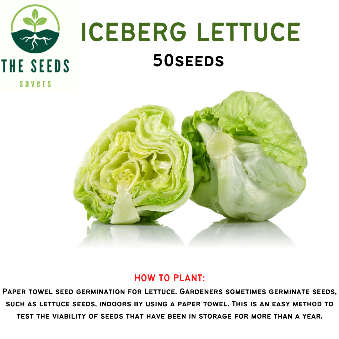 ICEBERG LETTUCE SEEDS (50pcs) | Lazada PH