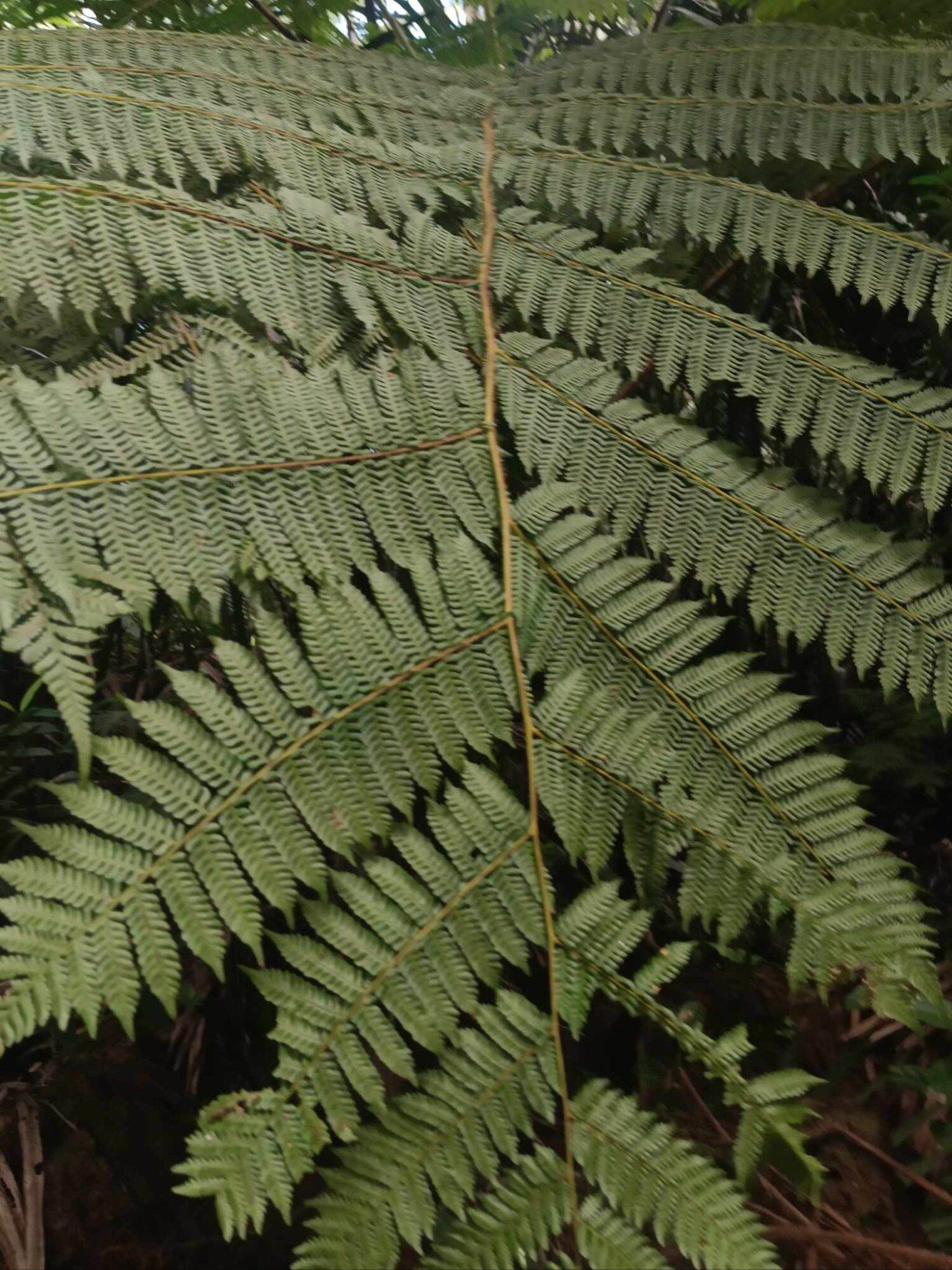 Red Golden Tree Fern/ Subrang Ganda | Lazada PH