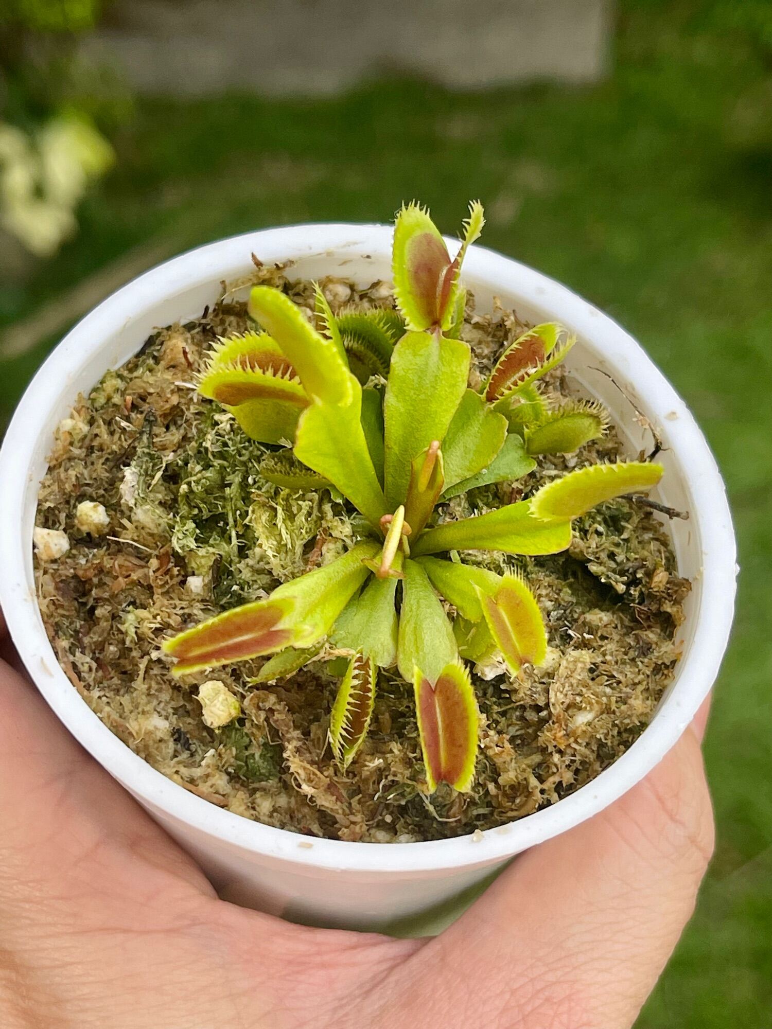 Star - Venus fly trap / flytrap | Lazada PH