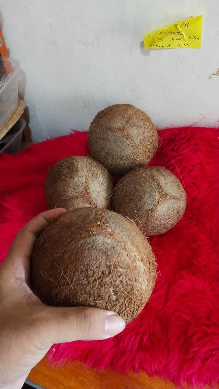 NIYOG NA WALANG MATA | Lazada PH