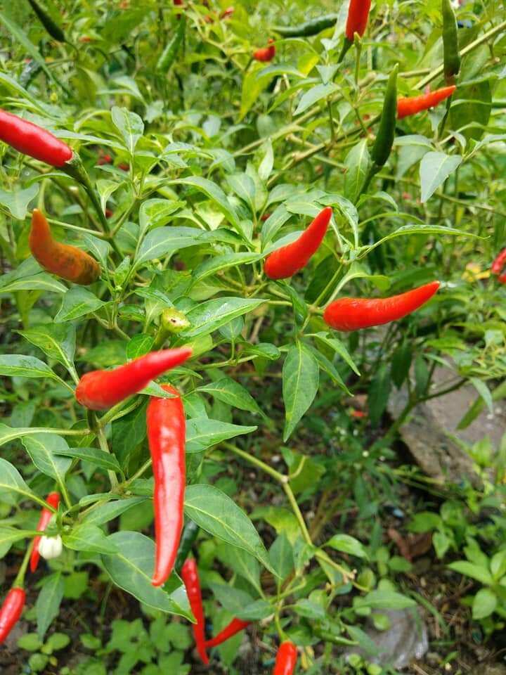 Fresh Hybrid Siling Labuyo/Siling taiwan Seeds ( 50pcs Repack) | Lazada PH