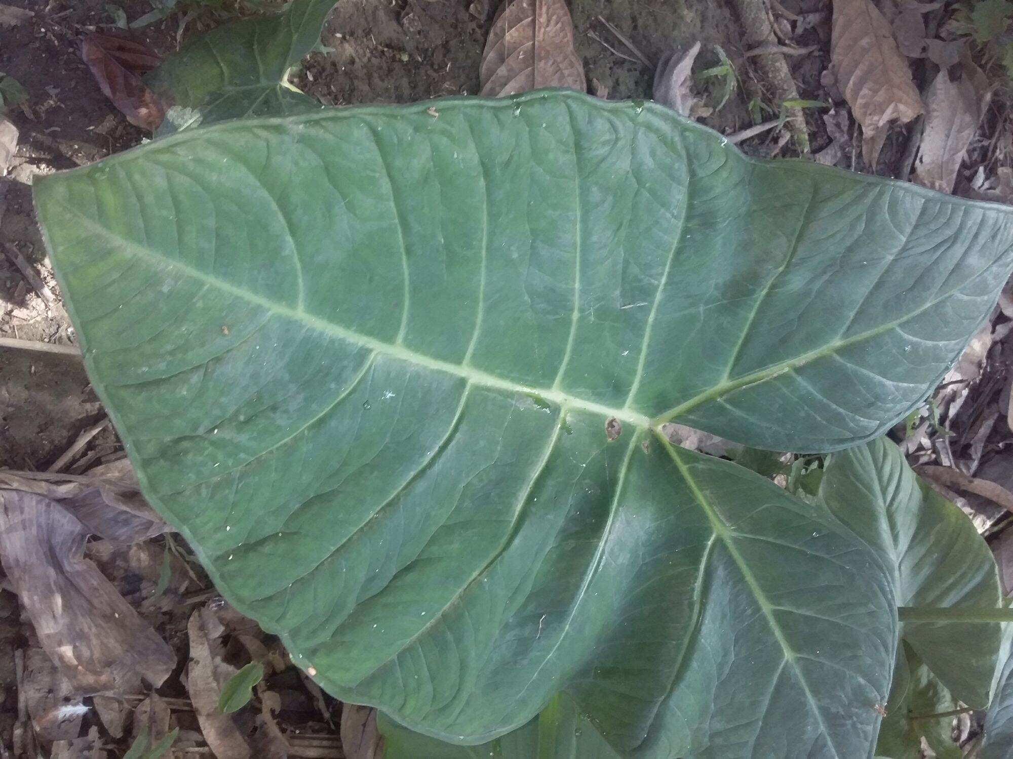 San fernando gabi taro root. bulb only for planting one small ...