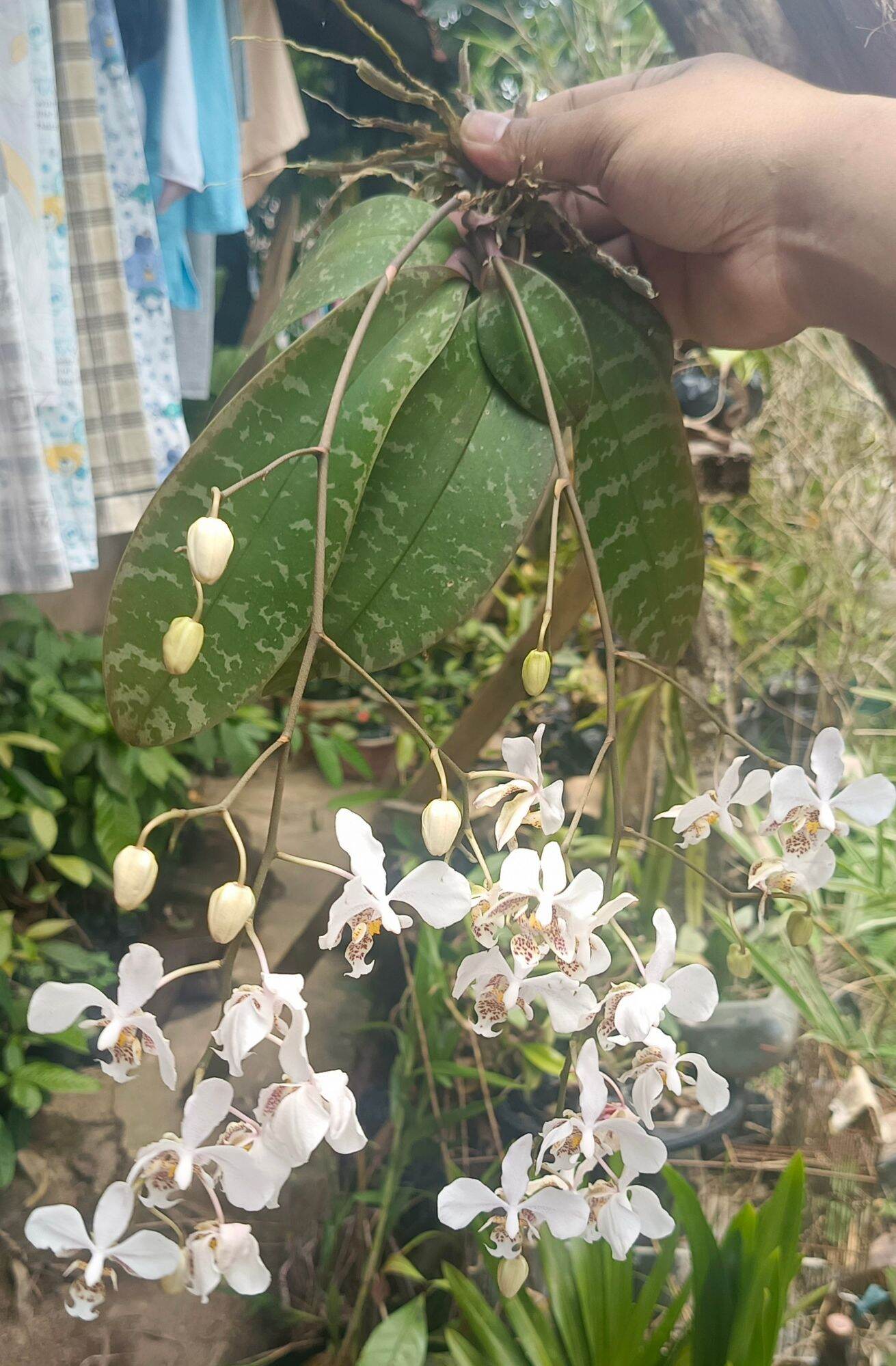 Phalaenopsis Stuartiana With flowers | Lazada PH