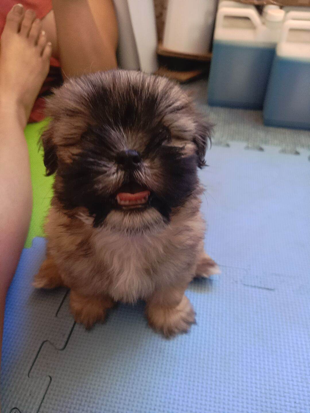 ANC stickers Philippines Official Online Store | Shop Now on Lazada