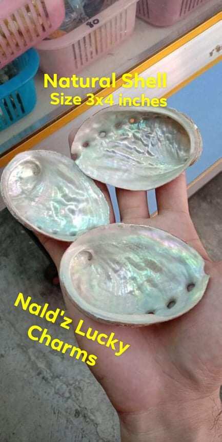 Natural shell, High Quality shell, sold per piece. | Lazada PH